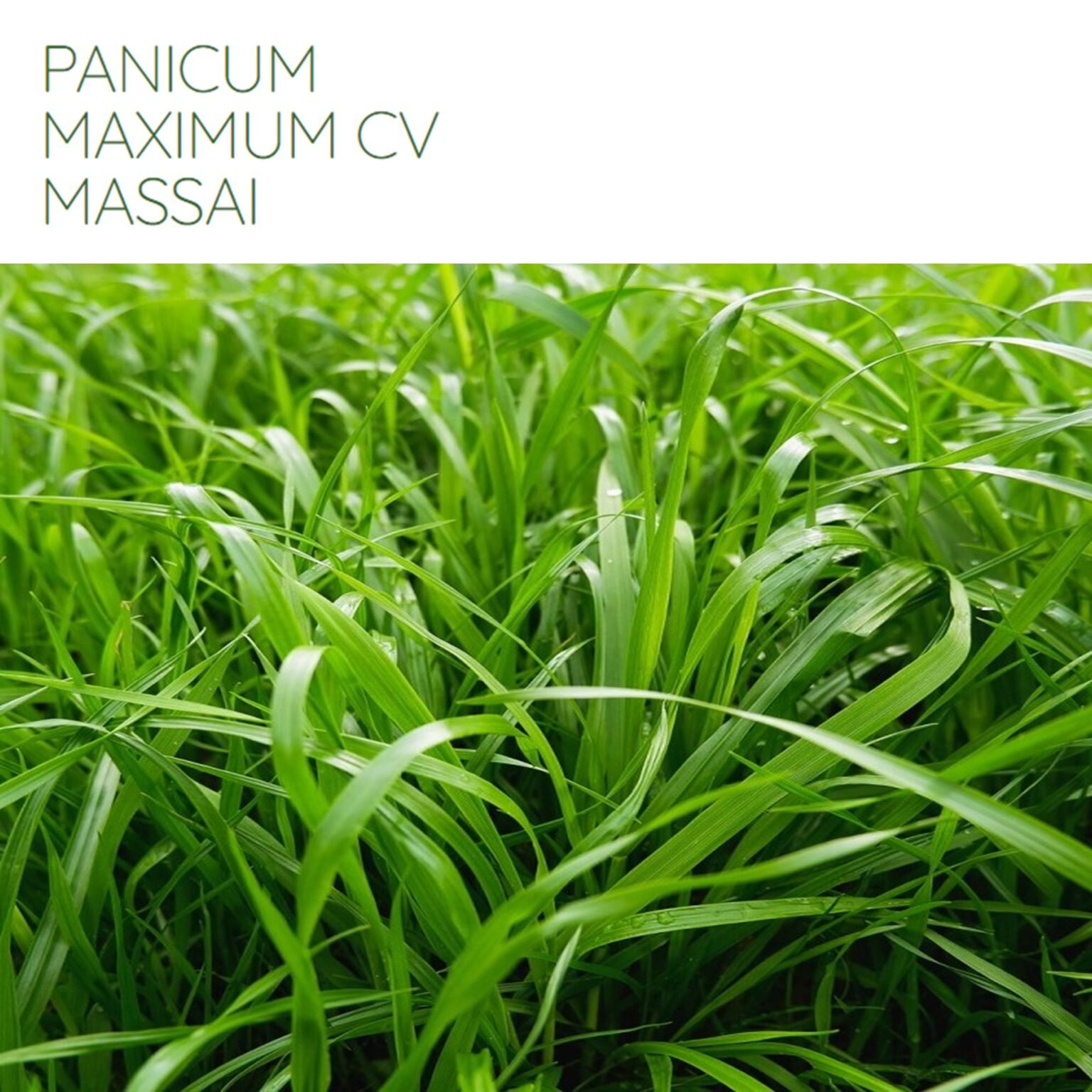 PANICUM MAXIMUM CV MASSAI – Agrotech Hartman